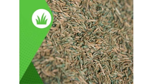 horizon | Shop All Turf Seed