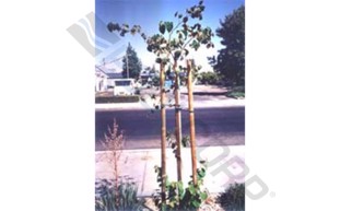 horizon | 2" x 10' Lodge Pole ACQ Treated