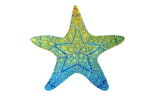 POOL360 | 10" Fusion Tile Accents Starfish Rainbow