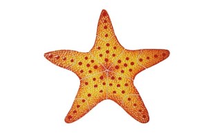 POOL360 | 10" Red Starfish Tile Design