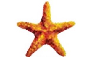 POOL360 | 10" x 10" Orange Starfish Tile Design