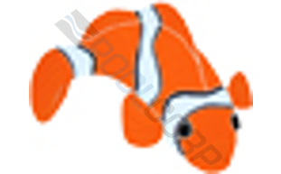 POOL360 | 5" x 7" Right Facing Clown Fish Orange