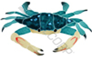 POOL360 | 7" x 12" Swimmer Crab Blue