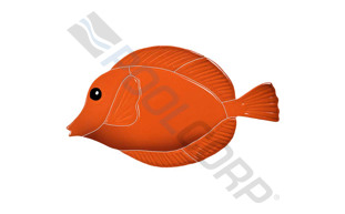 POOL360 | 4" x 7" Tang Fish Orange
