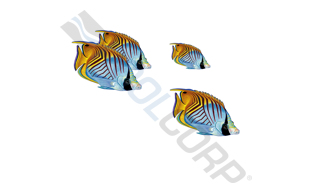 POOL360 | Threadfin Butterfly Fish Group GRP-13 Porcelain Mosaic