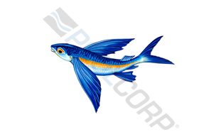 POOL360 | 8" x 5" Flying Fish Reverse Tile