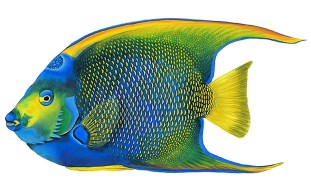 POOL360 | 5 1/2" x 3" Porcelain Queen Angelfish