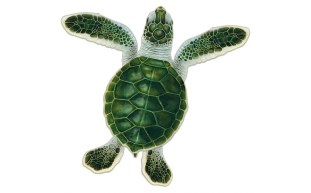 POOL360 | 5" x 5" Porcelain Turtle Hatchling A - Green