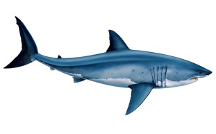 POOL360 | 36" x 17" Porcelain Great White Shark Tile