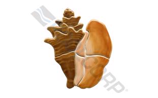 POOL360 | 9" x 8" Conch Shell Mosaic Pool Tile