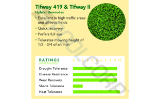 POOL360 | Tifway Hybrid Bermuda Sod Turf Blend