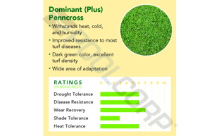 horizon | Native Bentgrass Seed