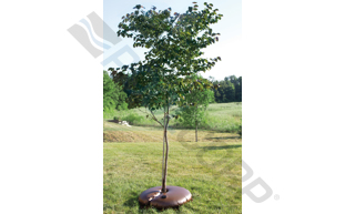 POOL360 | Sapling Soaker Tree Watering Ring 20 gal