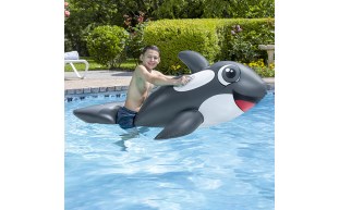POOL360 | Jumbo Whale Rider