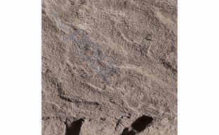 horizon | Portofino Pool Coping and Wall Cap Double-Sided Rock Garden Brown