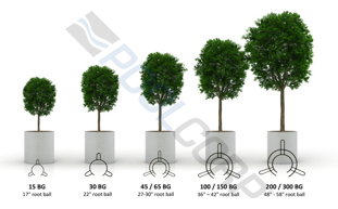 POOL360 | Tree Stake 45-65 gals or 27"-30" Root Ball