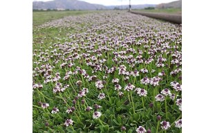 POOL360 | Kurapia Drought Tolerant Natural Ground Cover Sod