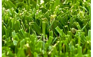 POOL360 | Tahoma 31 Bermuda Hybrid Sod